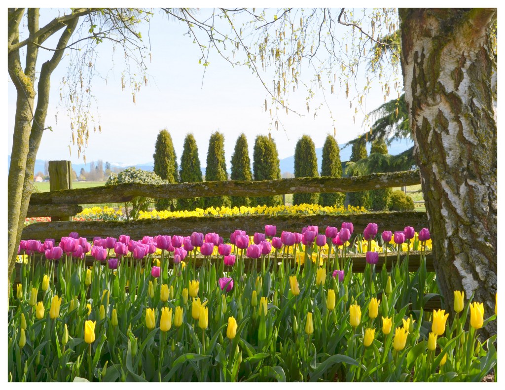 Roozengaarde Tulip Garden | The Happy Wonderer ~ ellen b.