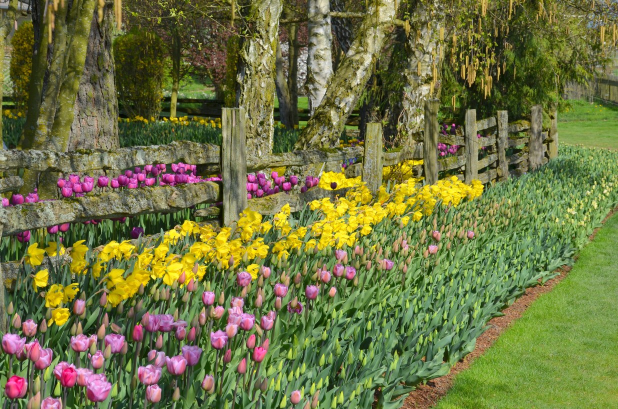 Roozengaarde Tulip Garden | The Happy Wonderer ~ ellen b.