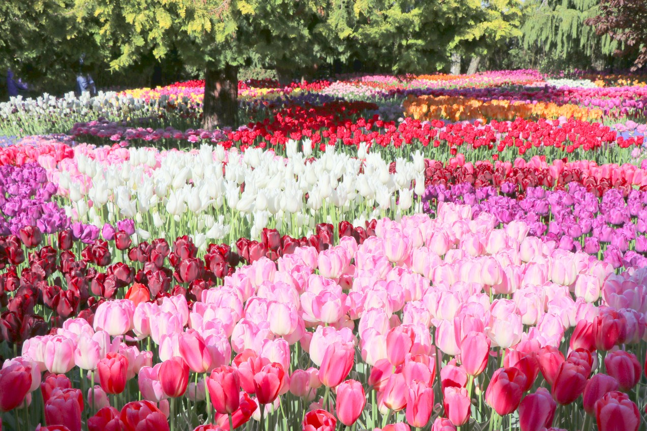 Roozengaarde Tulip Garden | The Happy Wonderer ~ ellen b.
