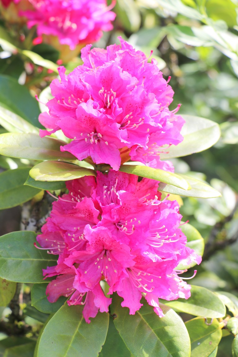 The Rhodora ~ Ralph Waldo Emerson | The Happy Wonderer ~ ellen b.