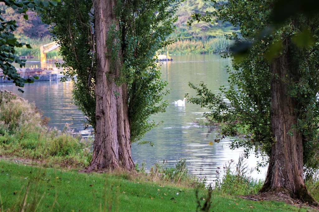 The Harry Potter Tree | The Happy Wonderer ~ ellen b.