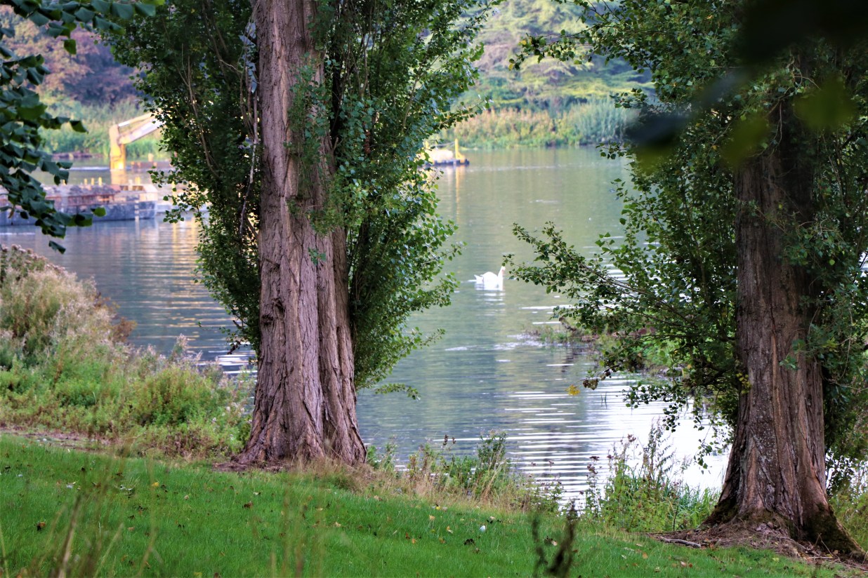 The Harry Potter Tree | The Happy Wonderer ~ ellen b.