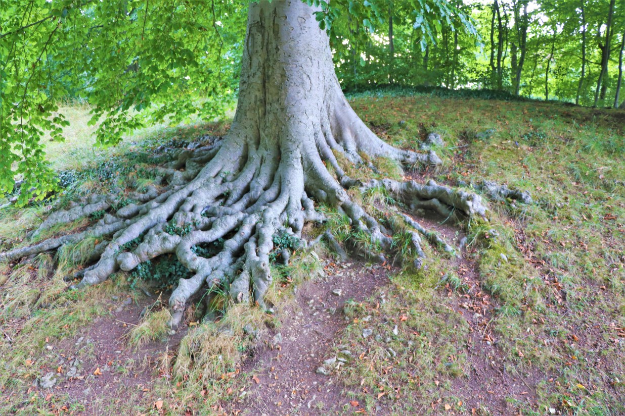 The Harry Potter Tree | The Happy Wonderer ~ ellen b.