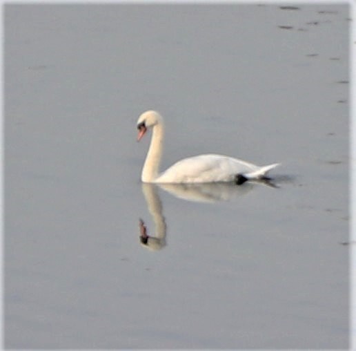 The Harry Potter Tree | The Happy Wonderer ~ ellen b.