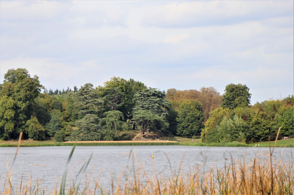 The Harry Potter Tree | The Happy Wonderer ~ ellen b.