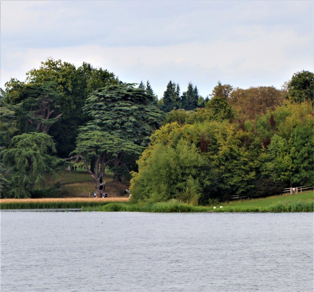 The Harry Potter Tree | The Happy Wonderer ~ ellen b.