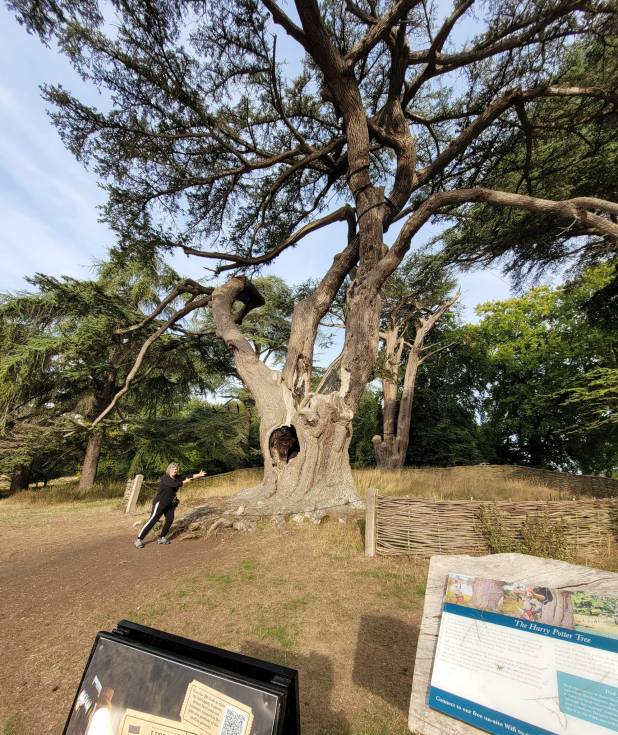 The Harry Potter Tree | The Happy Wonderer ~ ellen b.